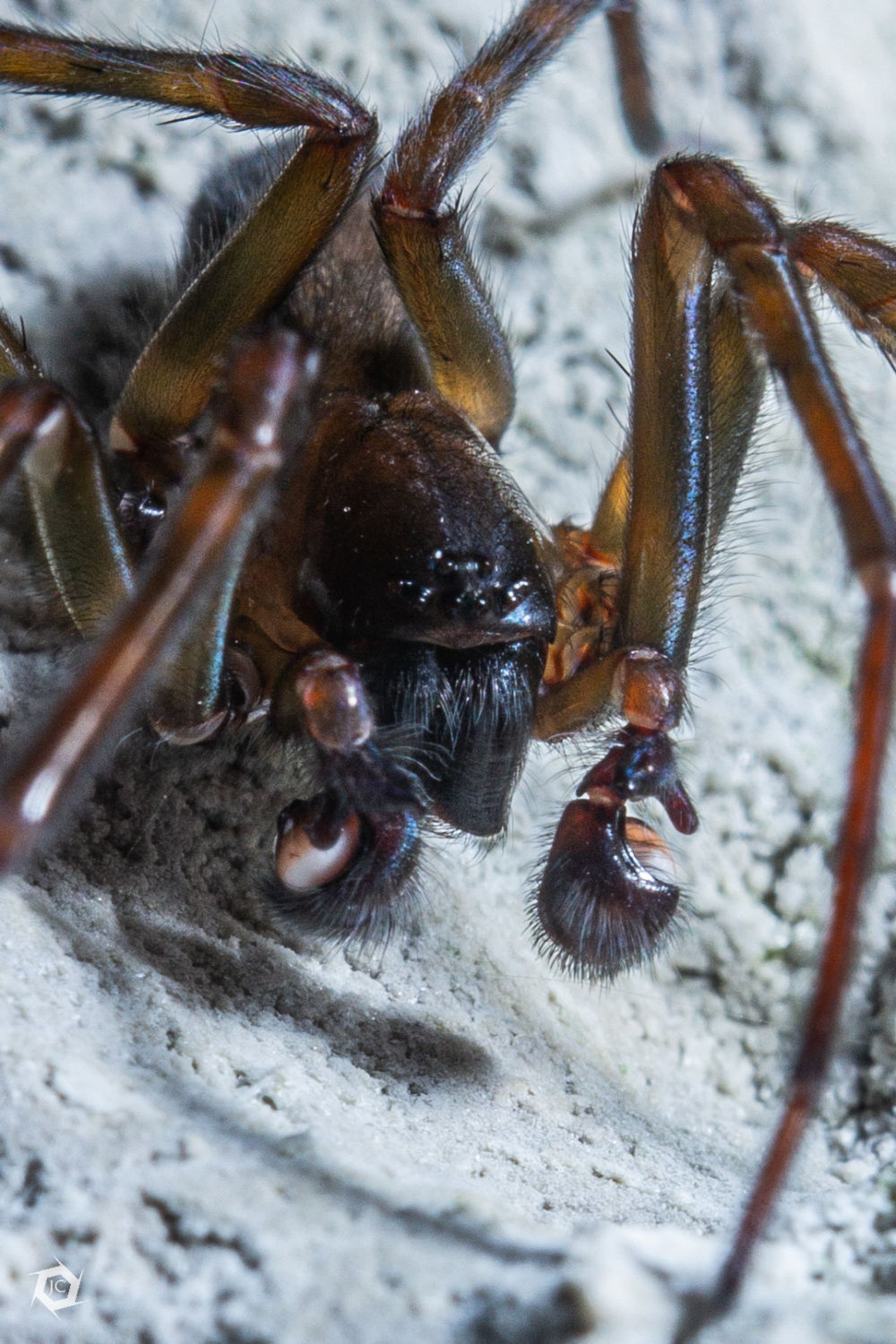 Amaurobius ferox – Žan Kafol